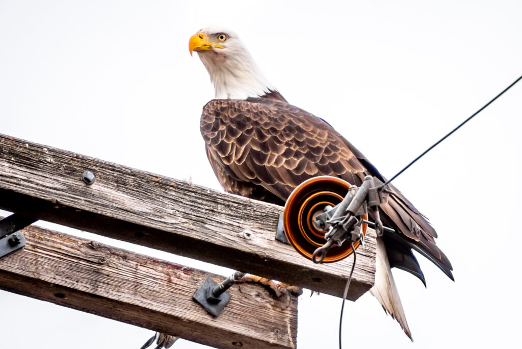 Protecting Animals Around Your Power Utility Equipment